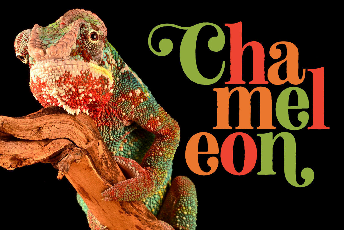 Neato Serif Font Family - Free Font