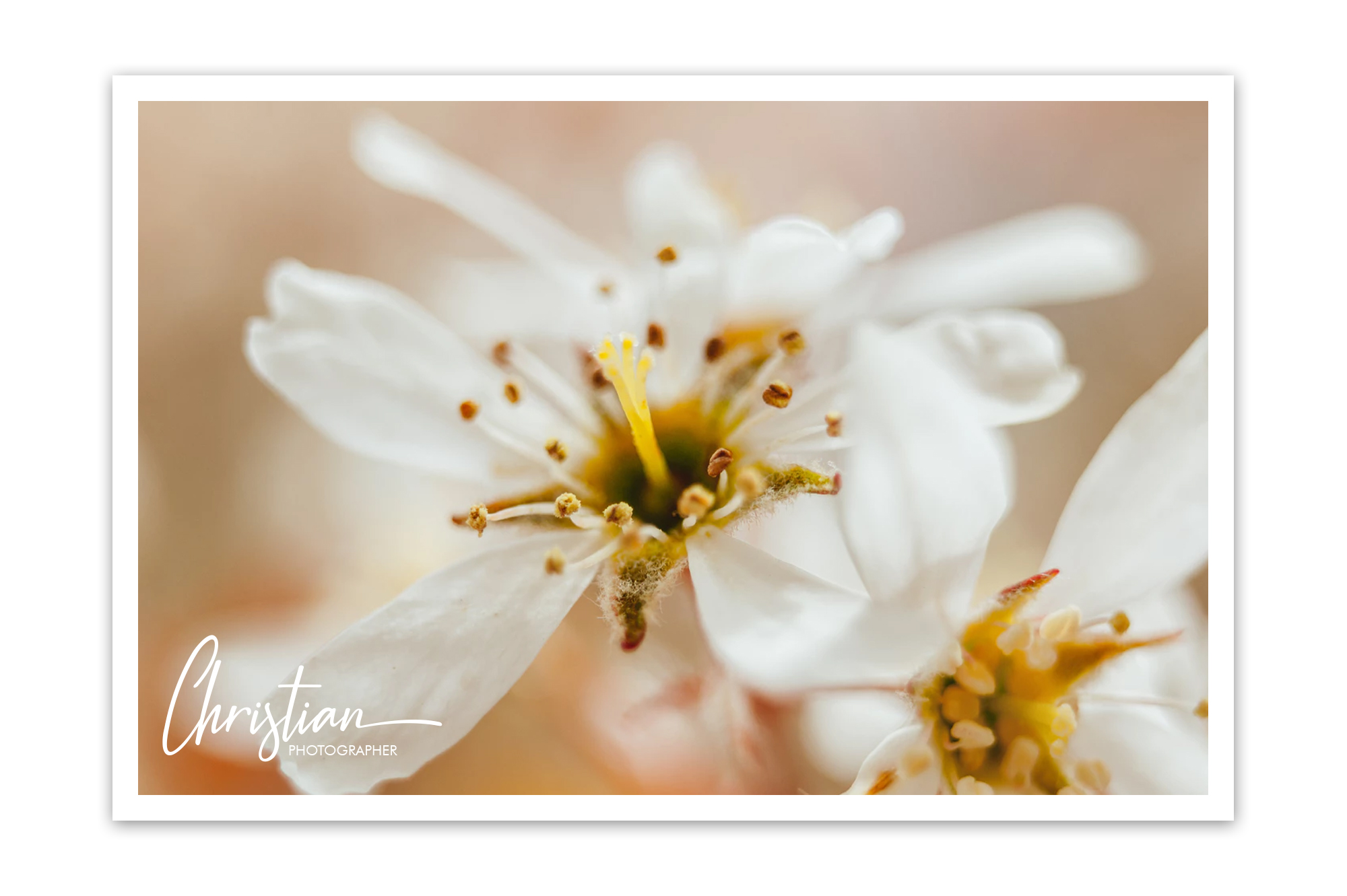 White Pen Script Font - Free Font