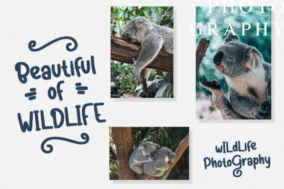 Koalakuu Font - Free Font