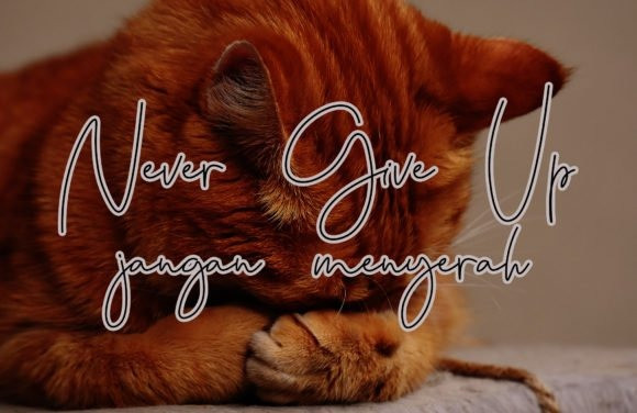 Sweety Cat Font - Free Font