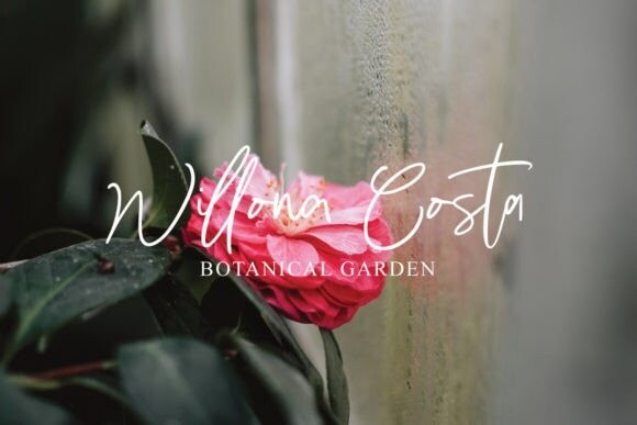Mahistri Signature Font - Free Font