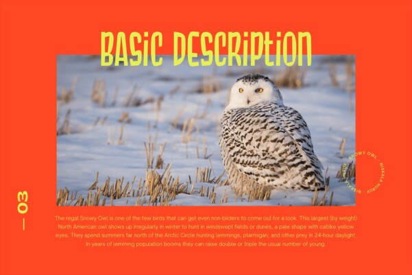 Snowy Owl Font - Free Font